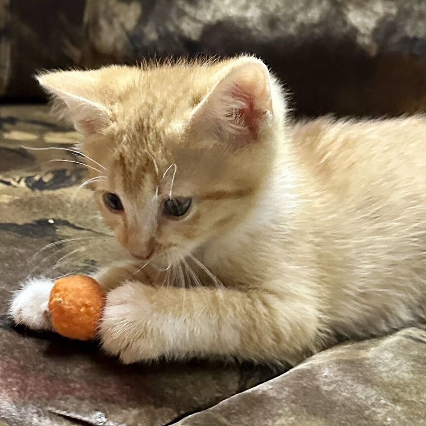 Котенок Лимончик
