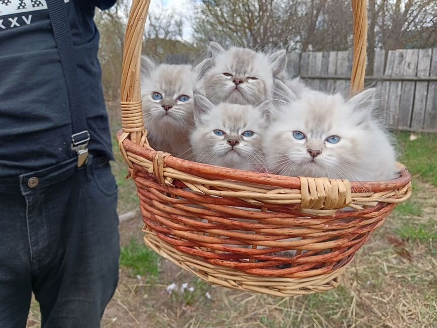 Невская маскарадная, котята