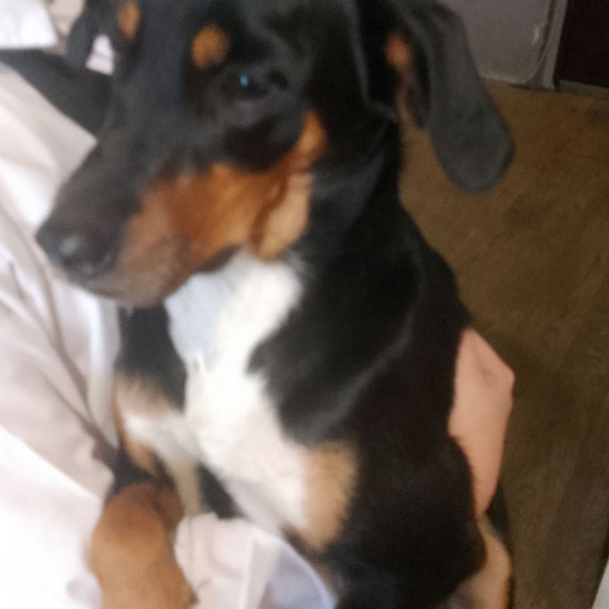 Отдам собаку в добрые руки