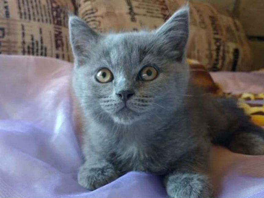 Британчики