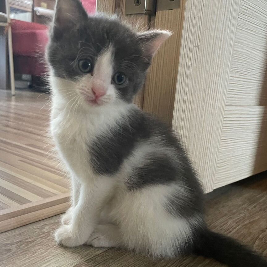 Котёнок в добрые руки