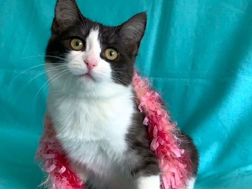 Котёнок ждёт чуда