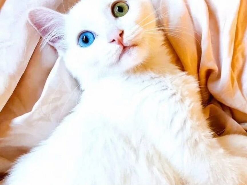 Кошка турецкая ангора