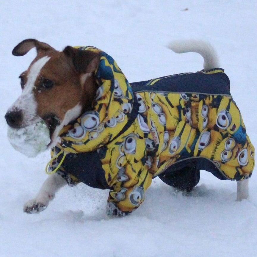 Зимний комбинезон для собаки Joy Jack Миньоны