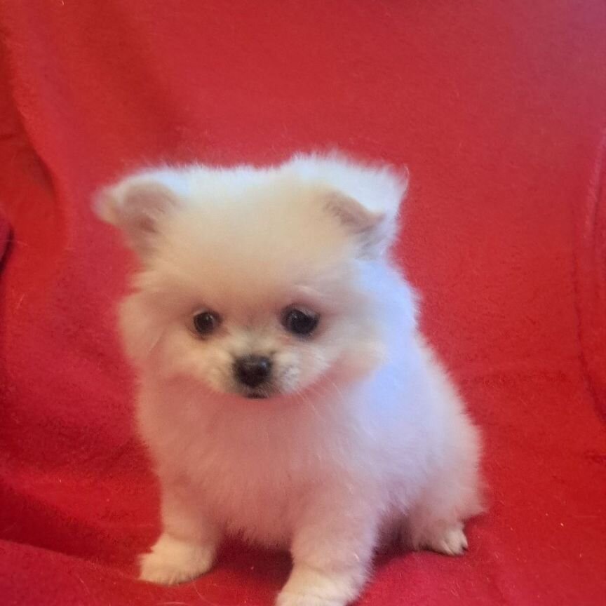 Чишка со шпицом