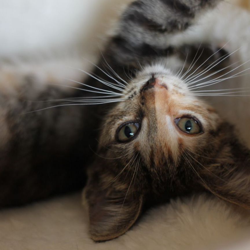 Котята ищут дом