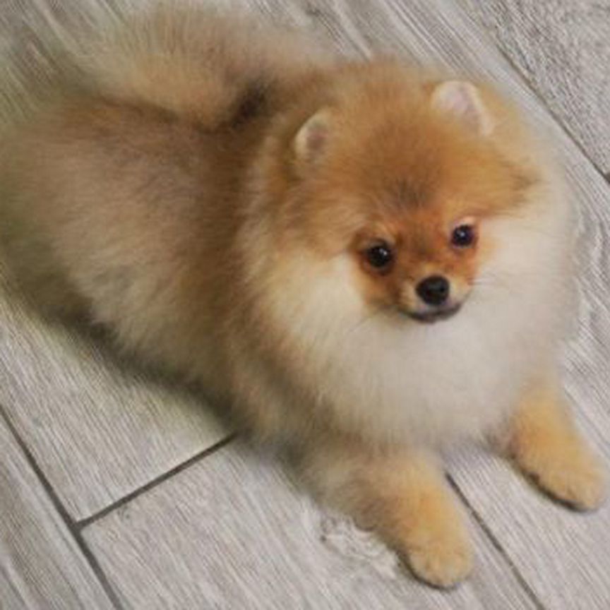 Шпиц мальчик померанчик