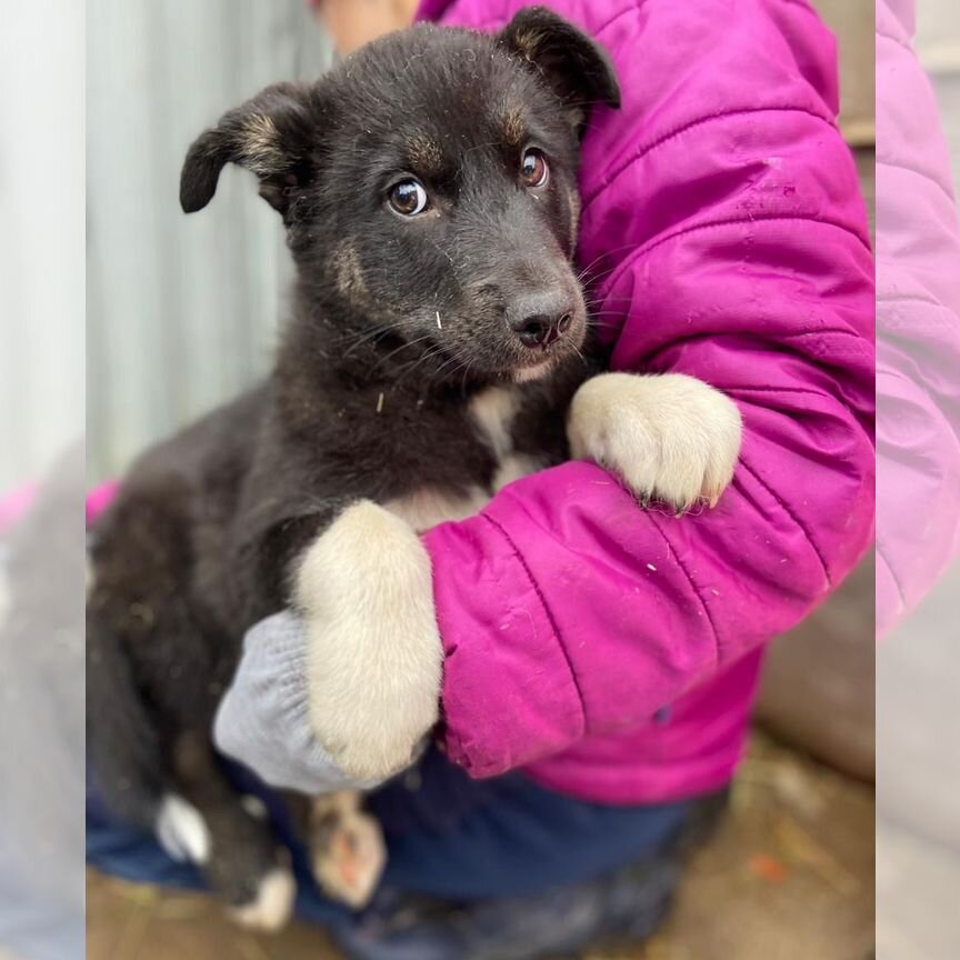 Щенок мальчик 4 месяца черно-белый в добрые руки