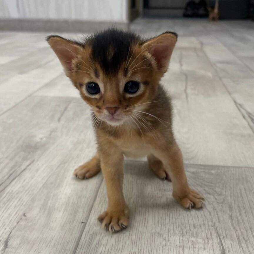 Абиссинские котята