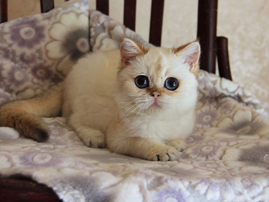 Золотая колорочка в разведение