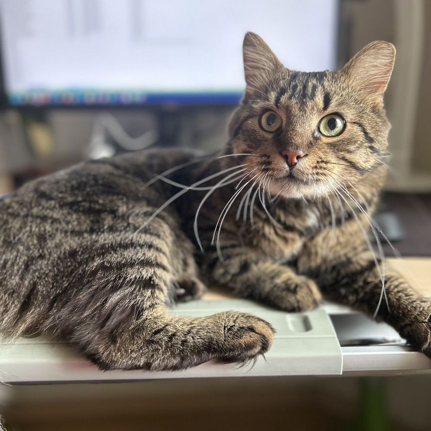 Котик Бруно ищет дом