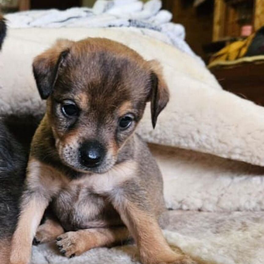 Маленькая щенулька Корица