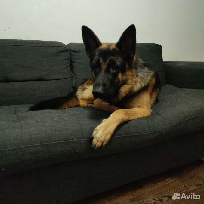 Немецкая овчарка вязка кобель