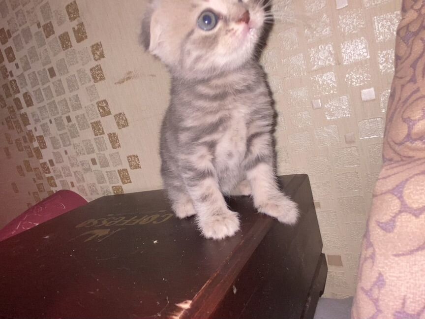 Котята прямоухие и вислоухие