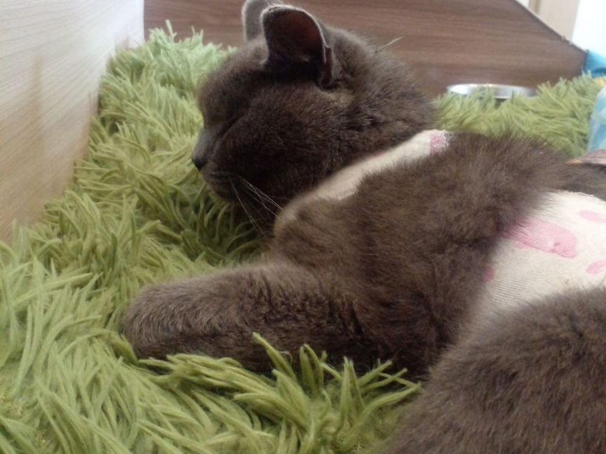 Кошечка, под тип британской