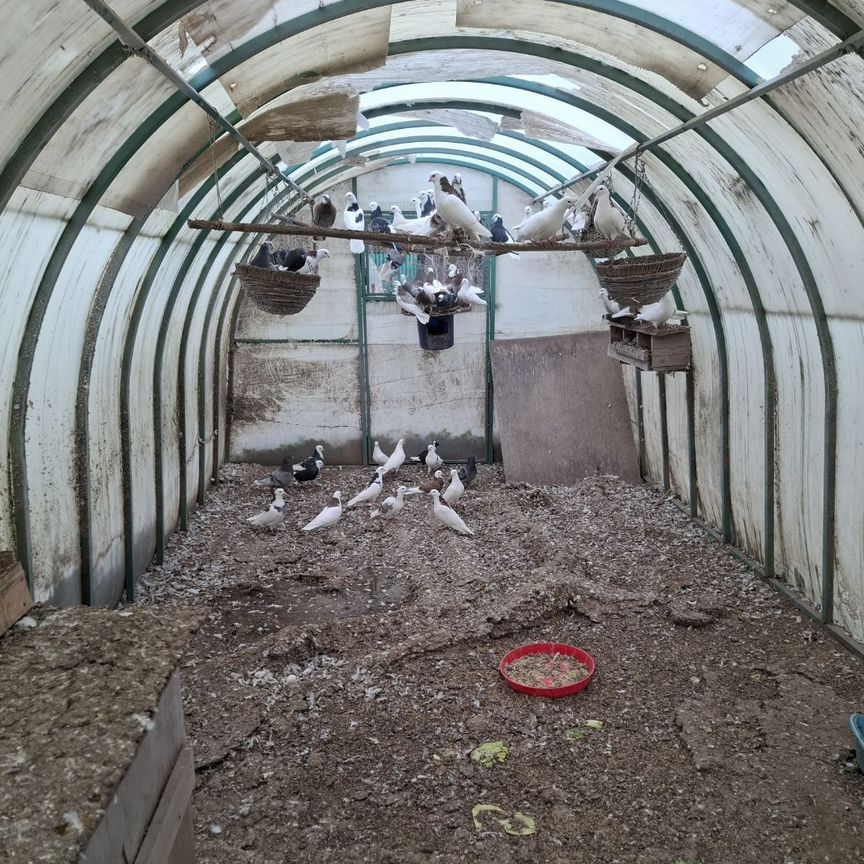 Голуби лётные