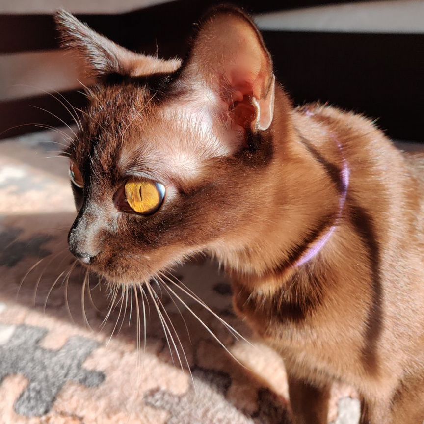 Европейский бурманский котёнок