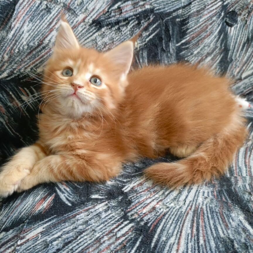 Мейн-кун. Полидакт.Кошка. 1,5 месяца