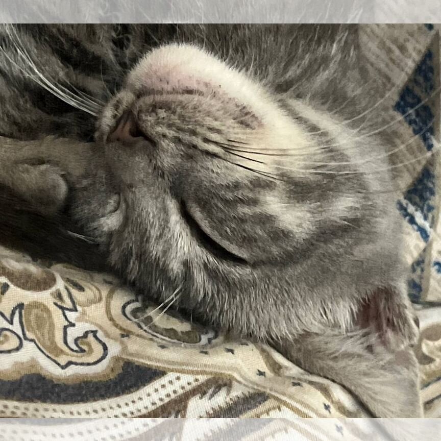 Домашние животные котята бесплатно