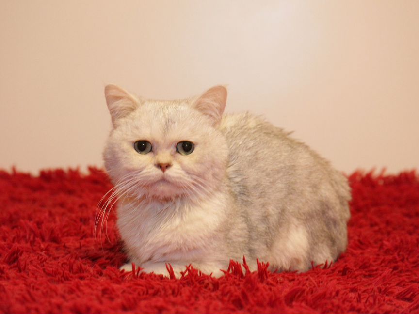 Британчик