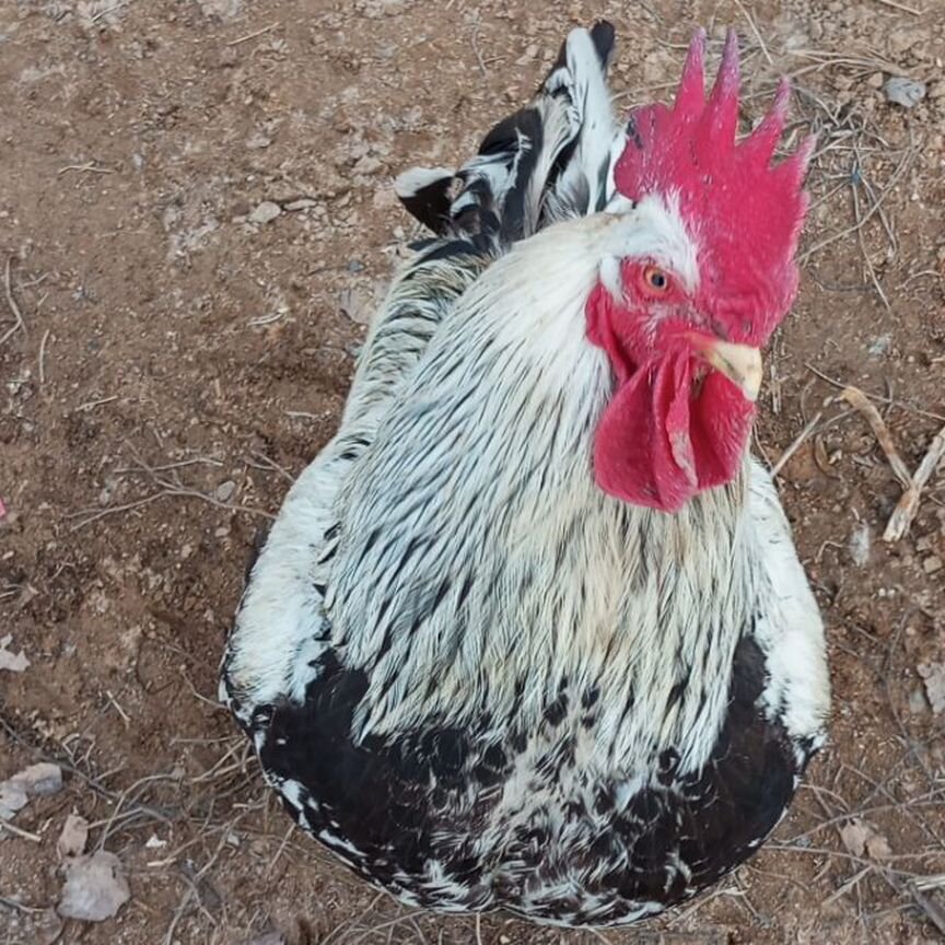 Продам петушков