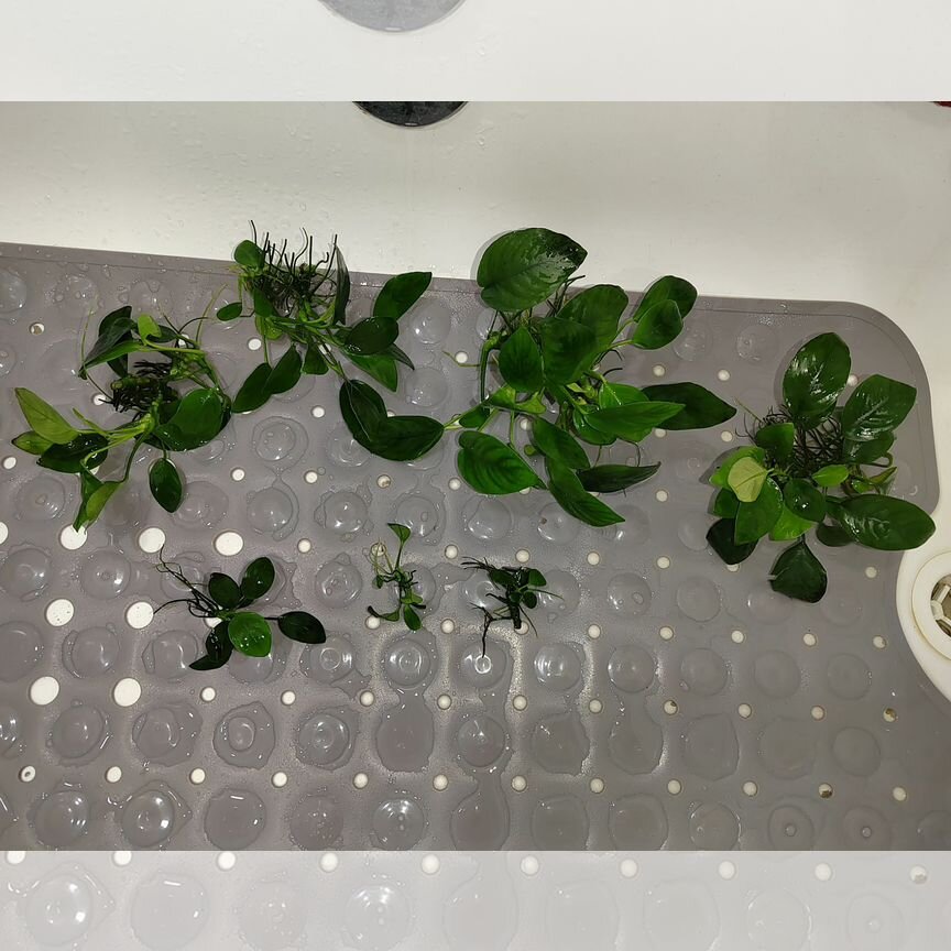 Аквариумное растение Анубиас