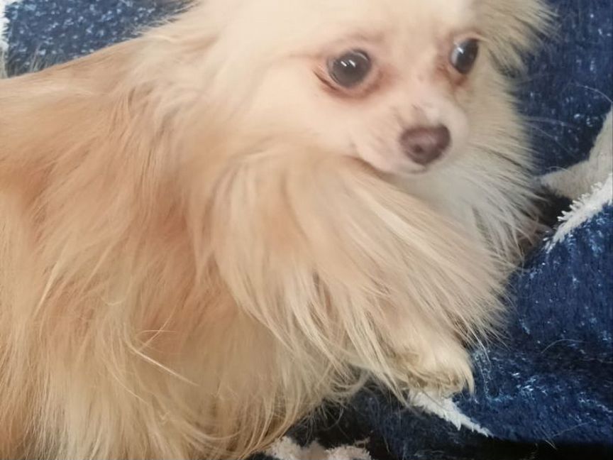 Померанский шпиц