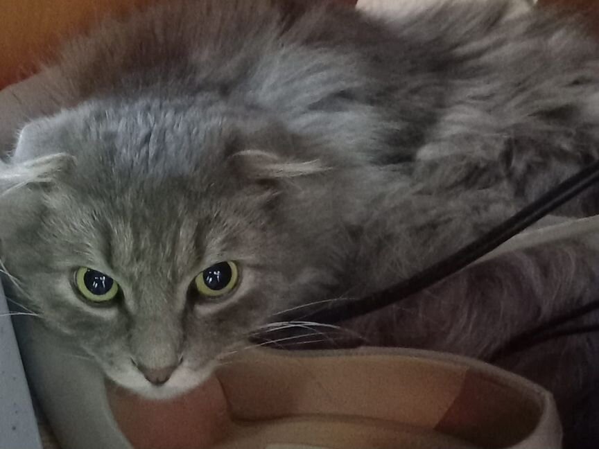 Кошка