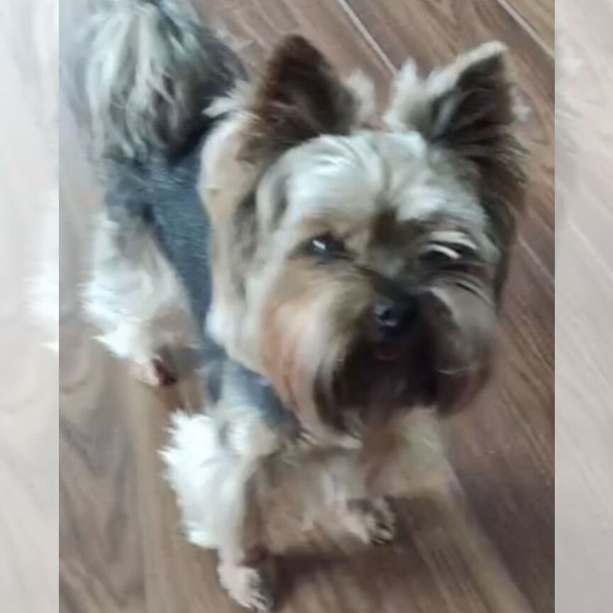 Йоркширский терьер, взрослая собака