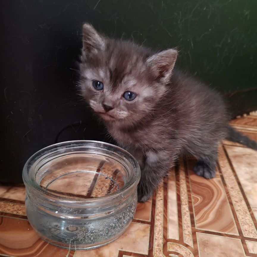 Котята британские шотландские