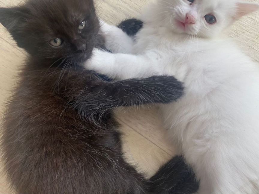 Кошка в дар бесплатно