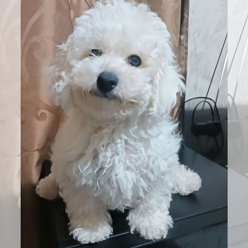 Бишон фризе, щенок