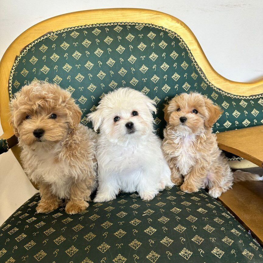 Щенки мальтипу f1