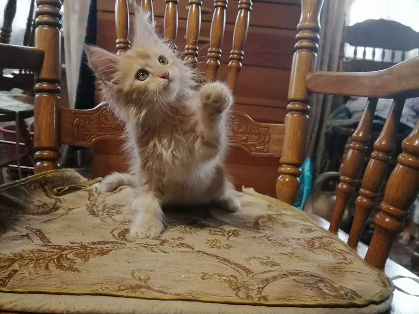 Котята мейн-кун