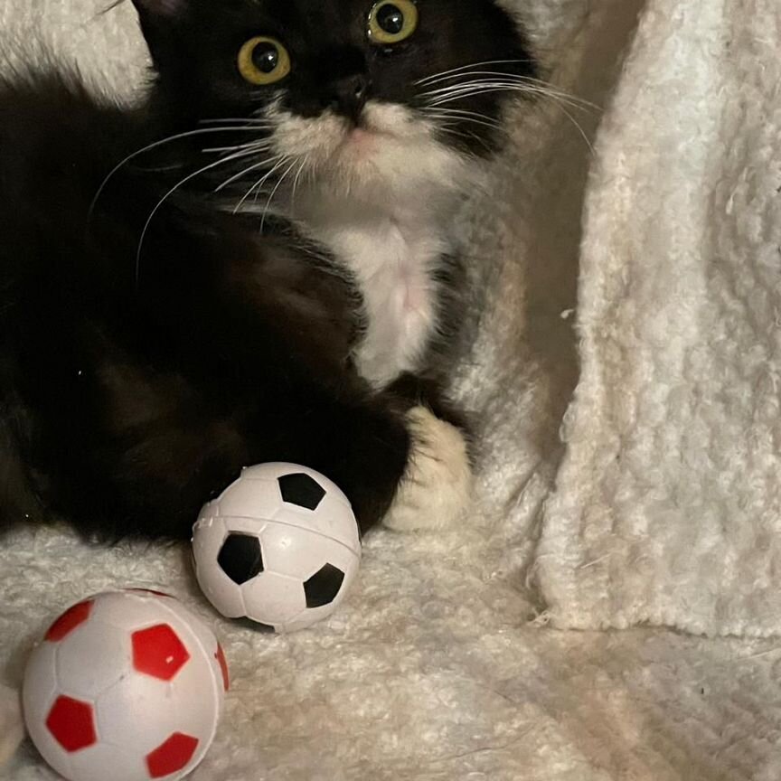 Котёнок