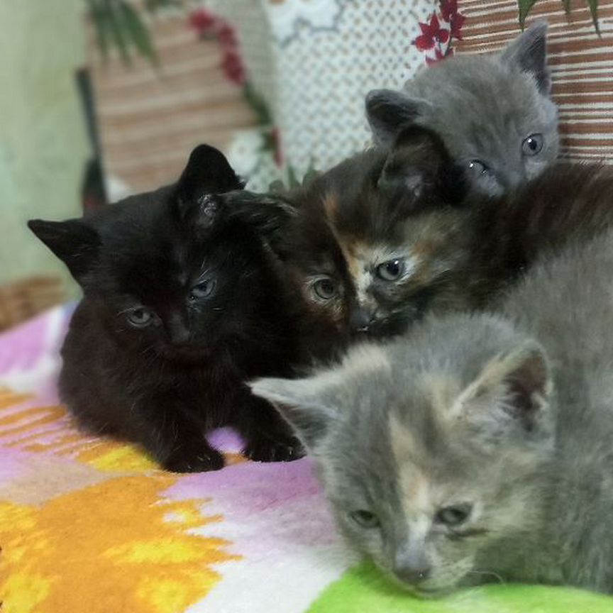 Подарю котенка в хорошие руки