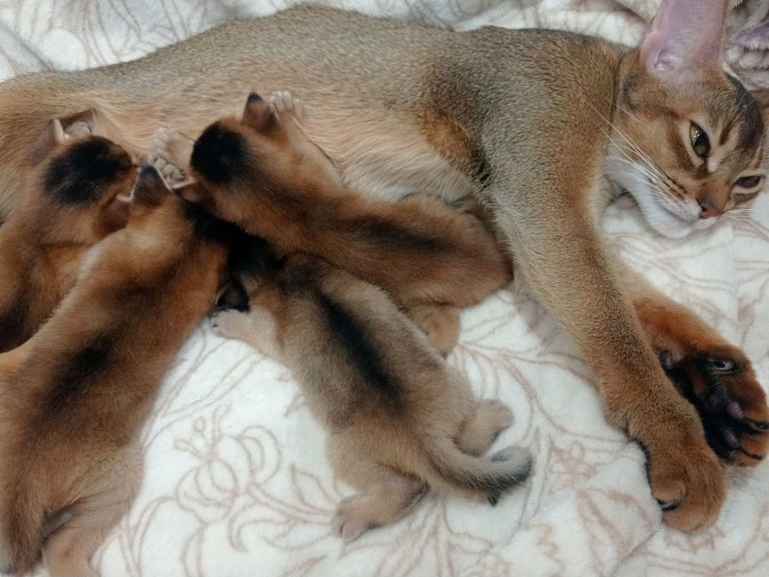 Абиссинские котята