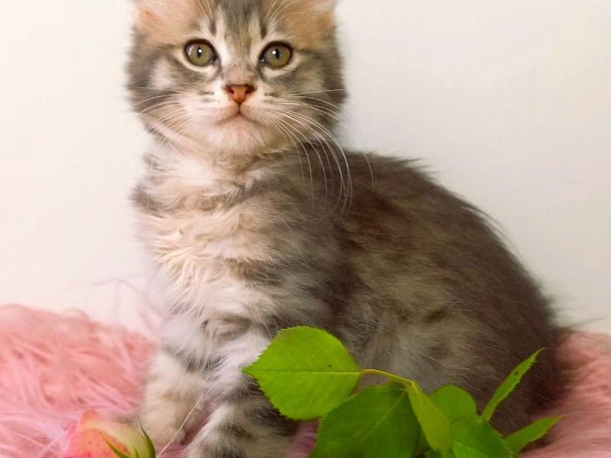 Эксклюзивная голубая золотая кошка