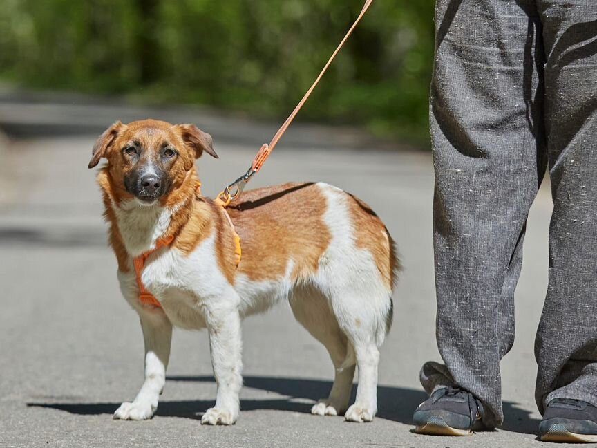 Небольшая собачка ищет семью