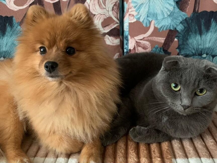 Вислоухий кот