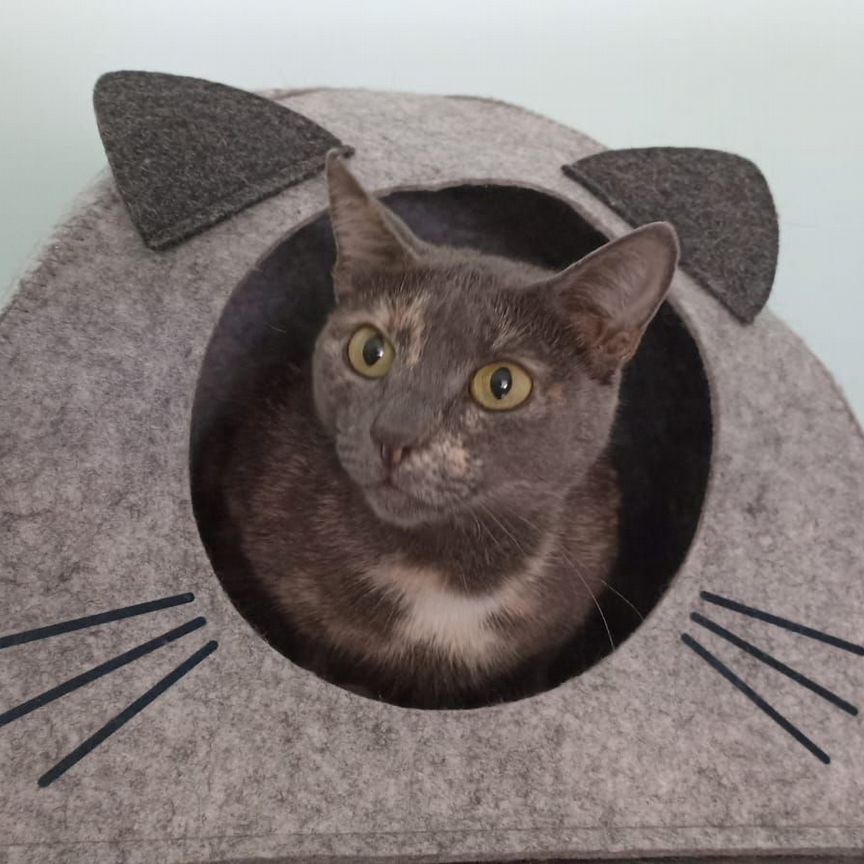 Кошечка в добрые руки