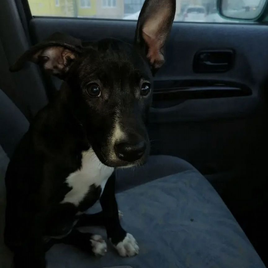 Американский стаффордширский терьер, щенок