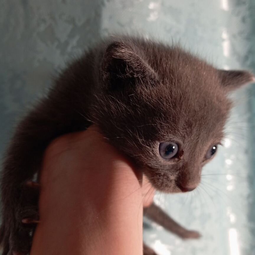 Тайский котёнок