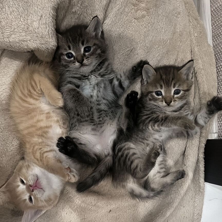 Котята в добрые руки