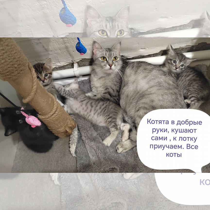 Котёнок в добрые руки
