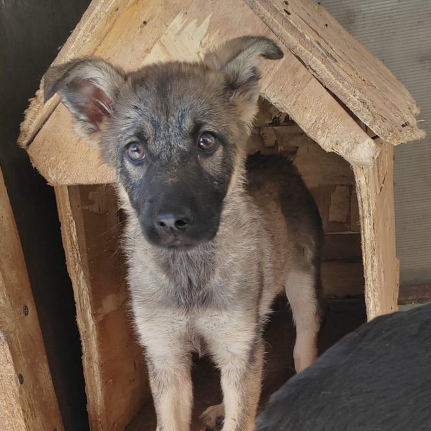 Щенок в добрые руки