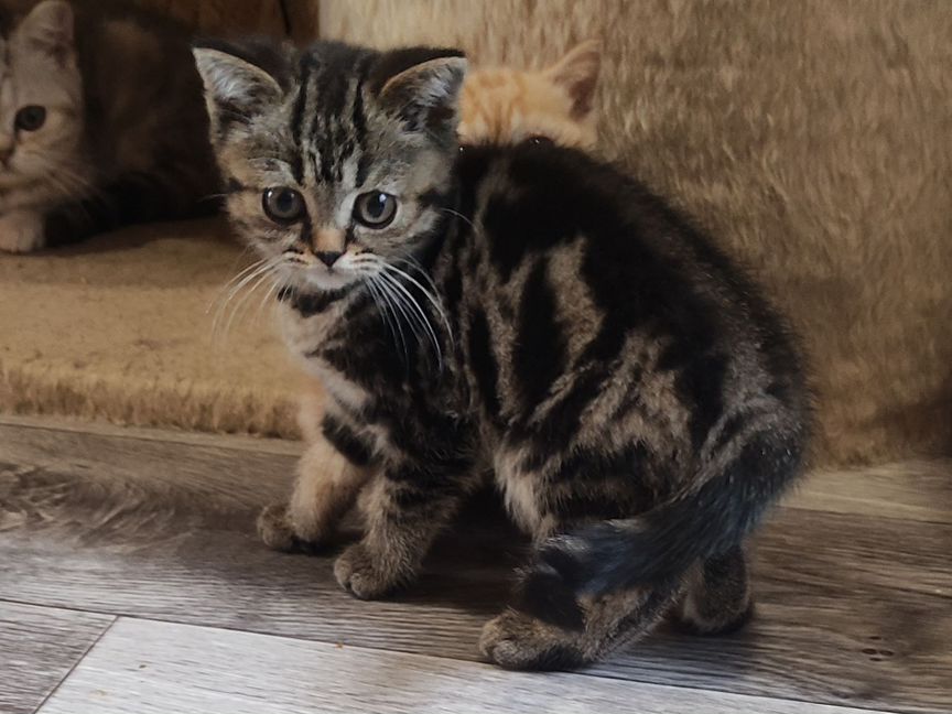Шотландские котята
