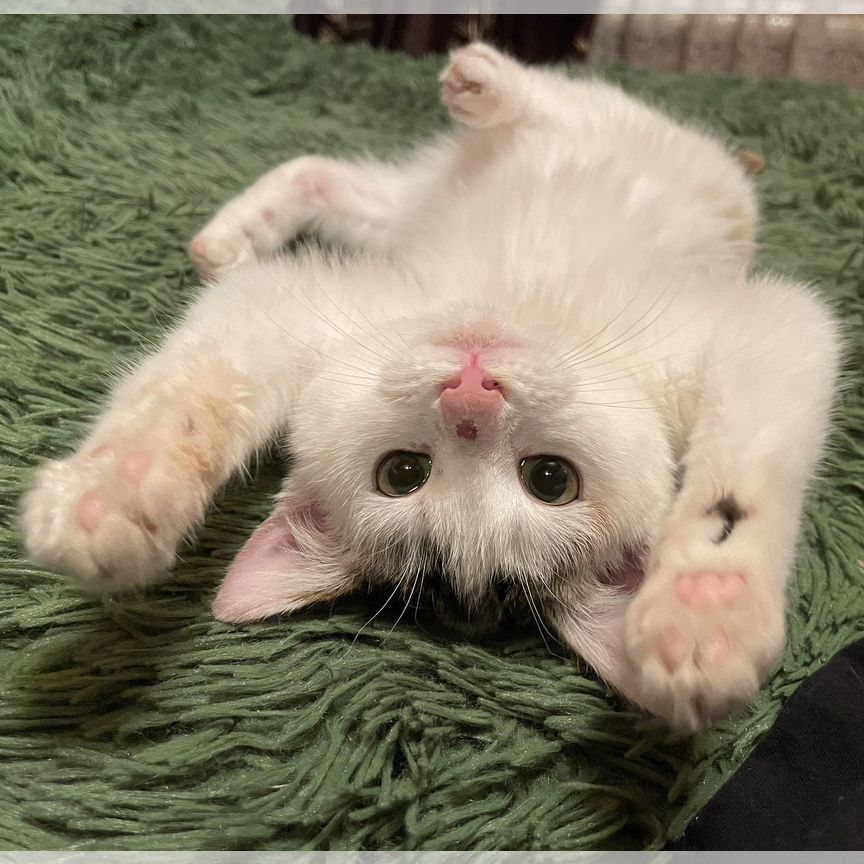 Кошечка Ева