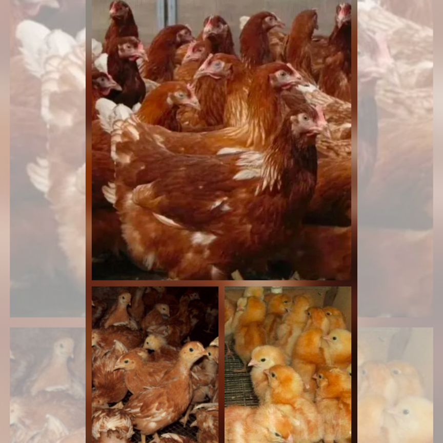 Куры молодки