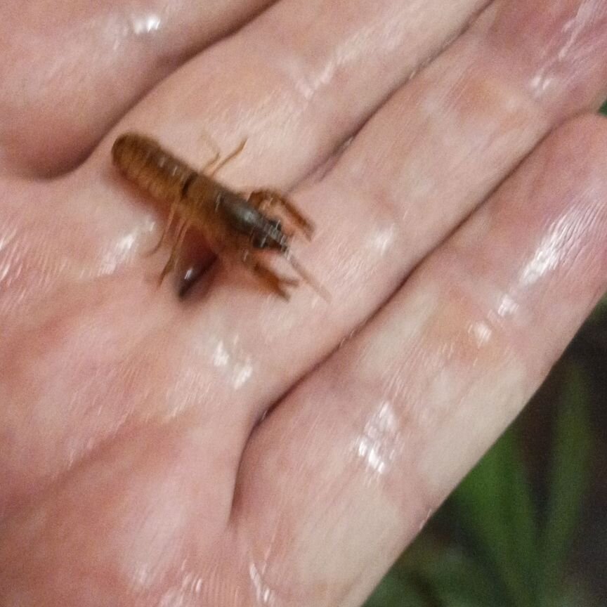 Австралийский рак молодь